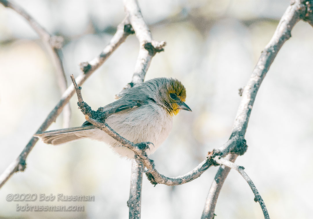 Verdin – Tumacacori, Arizona - Bob Russman